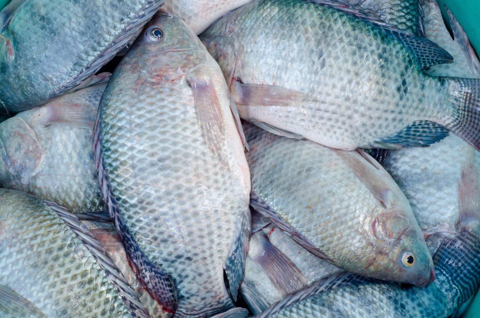 Our Products – Rio Fish